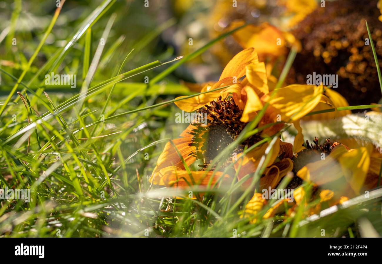 An overblown sunflower hi-res stock photography and images - Alamy