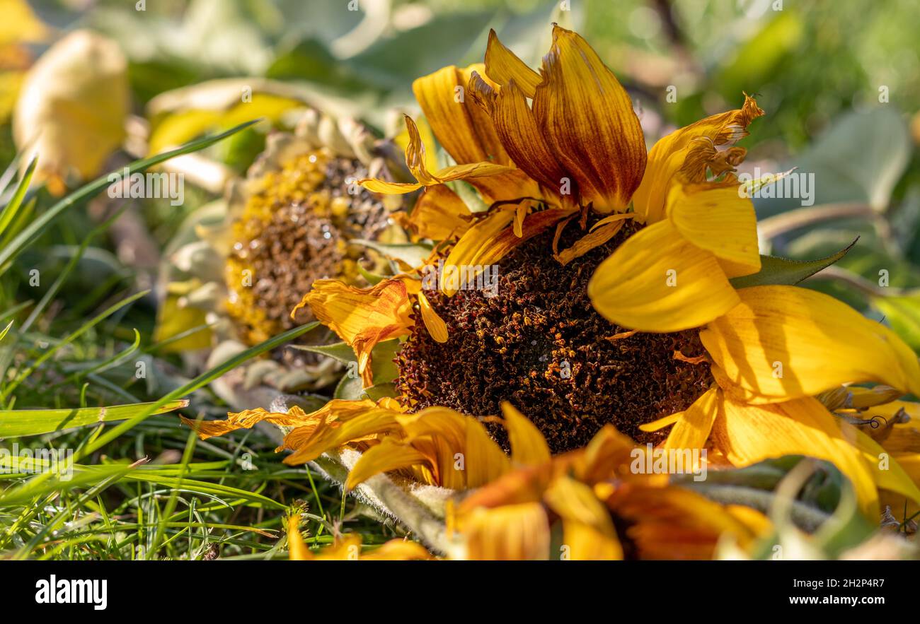 Overblown Sunflower on the autumn grass. Helianthus Stock Photo - Alamy