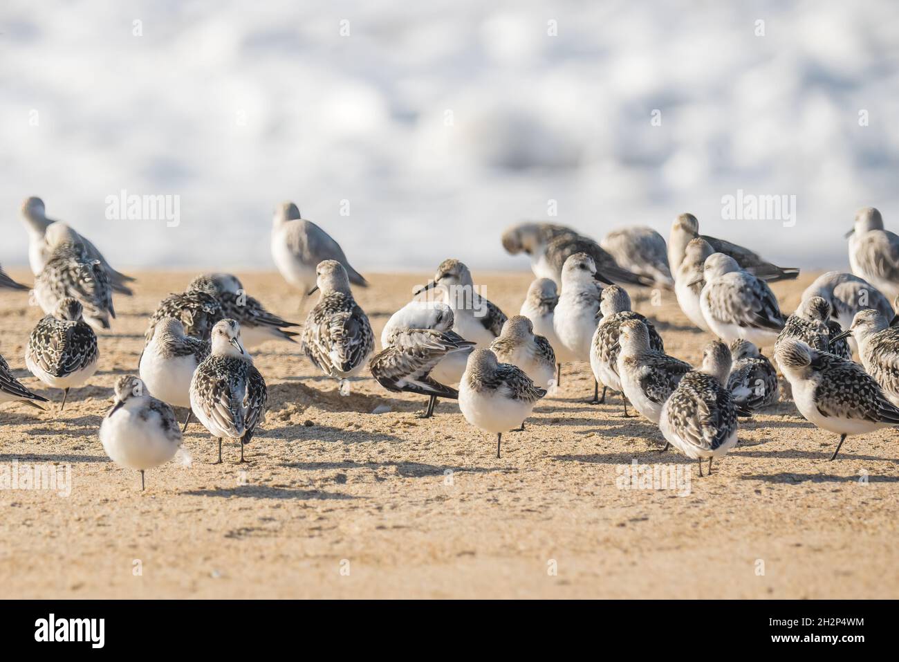 Snowy plover, a small sandpiper, on the beach. Flock of birds close up ...