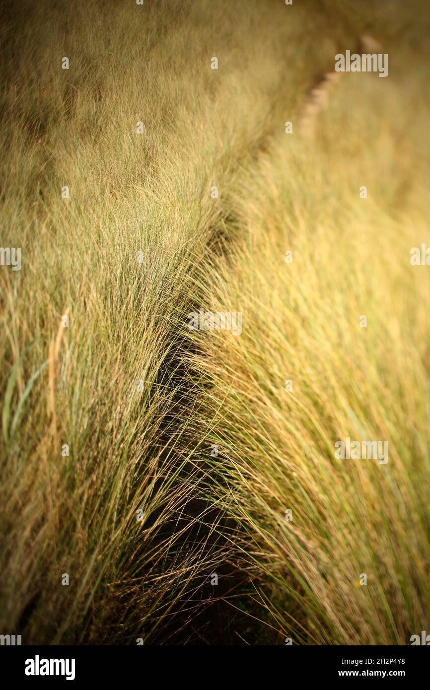Marram grass blowing in the wind in sand dunes on the North Sea coast ...