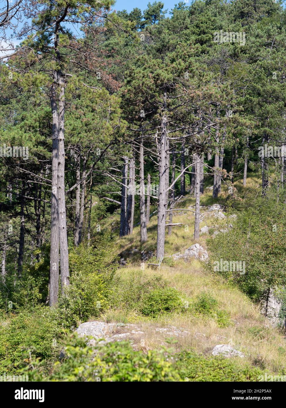 Forest in the Mountains full of Tall Trees Stock Photo - Alamy