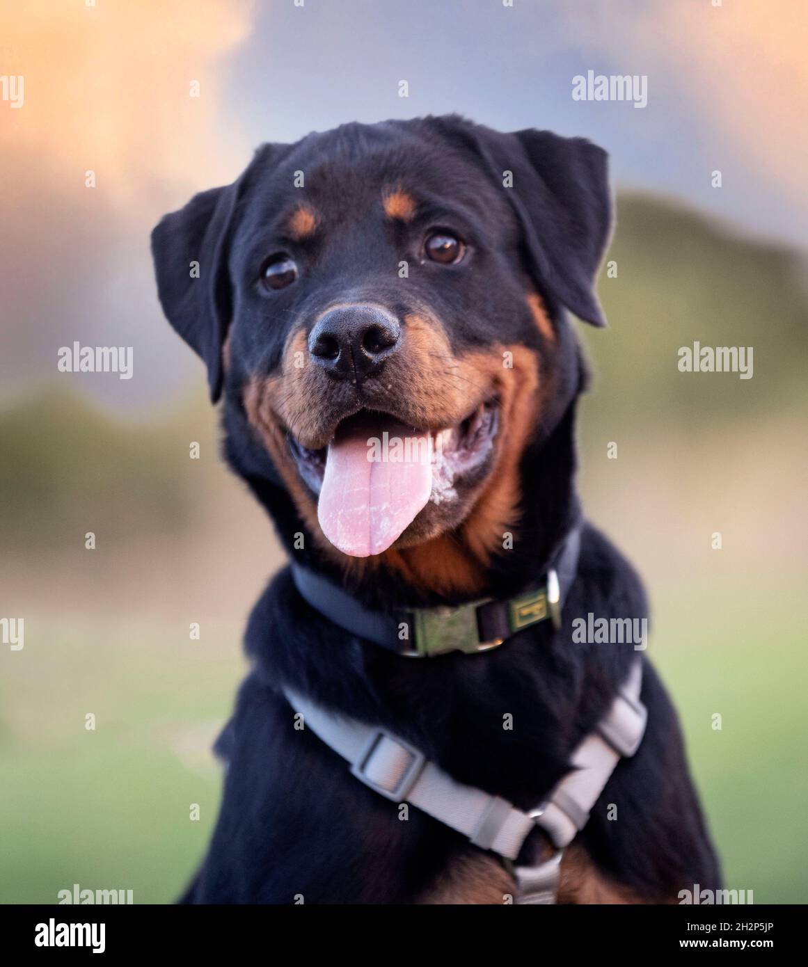 young puppy rottweiler training for security in nature Stock Photo - Alamy