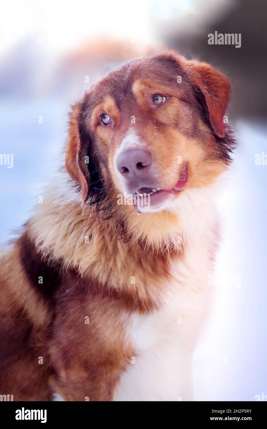 Big cute red and white dog portrait close-up, sitting Stock Photo - Alamy