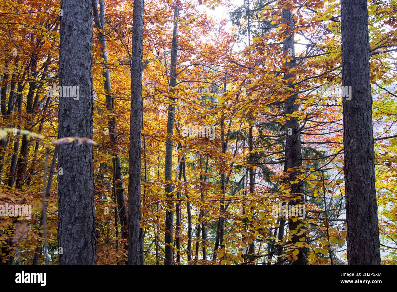 Montreal lake saskatchewan hi-res stock photography and images - Alamy