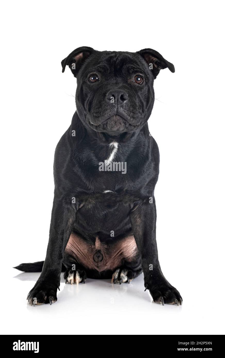 staffordshire bull terrier in front of white background Stock Photo - Alamy