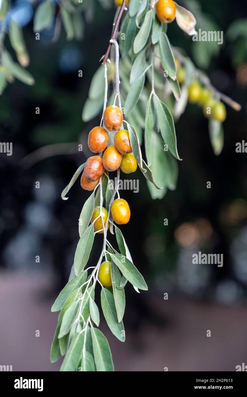 Silverberry tree hi-res stock photography and images - Alamy