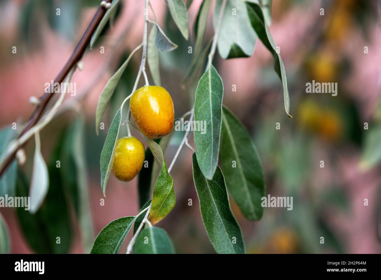 Silver berries hanging on a tree with leaves Stock Photo - Alamy