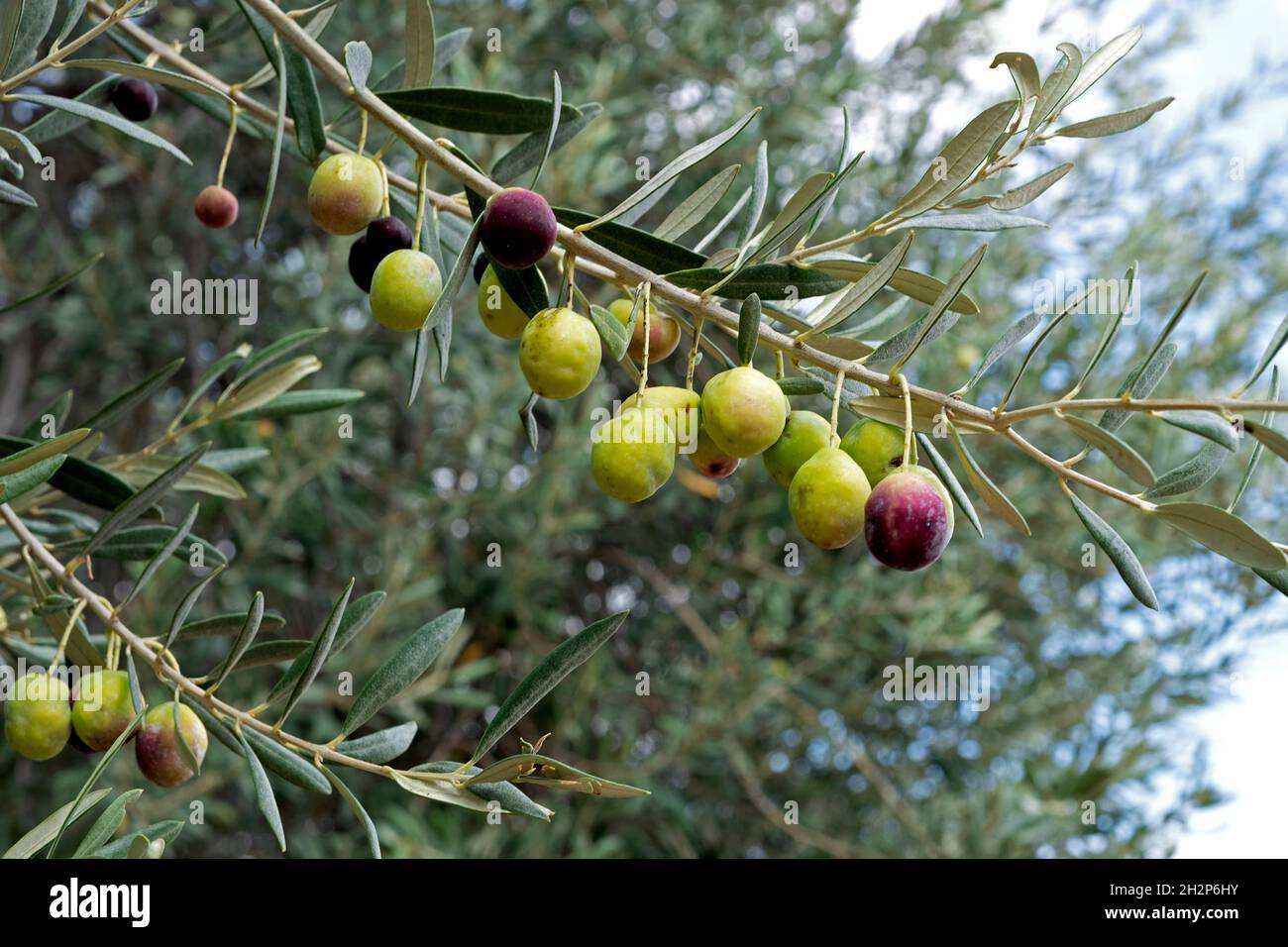 Olive tradition hi-res stock photography and images - Alamy