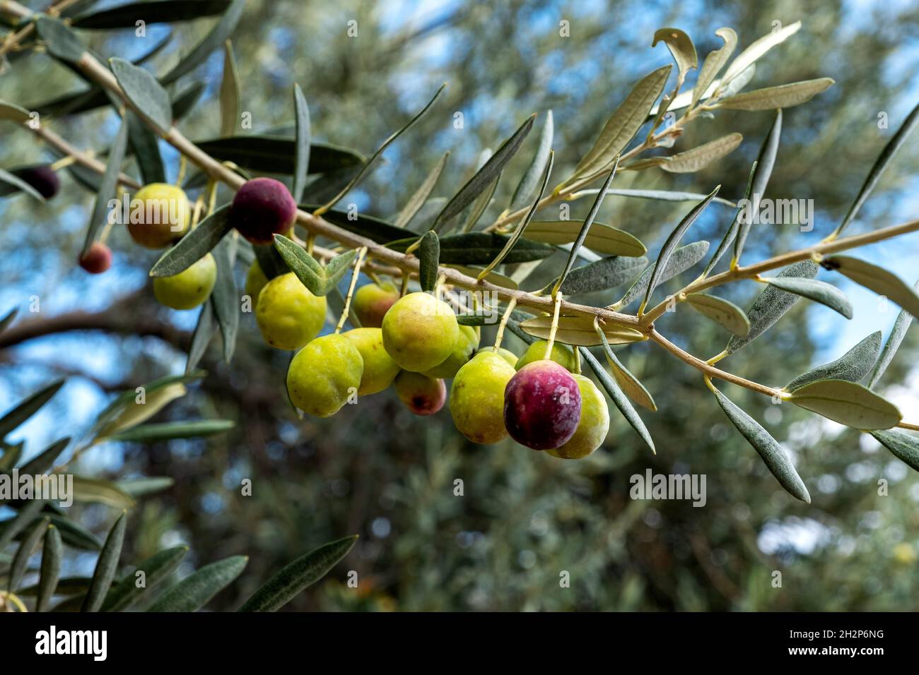 Olives on olive tree branch hi-res stock photography and images - Alamy