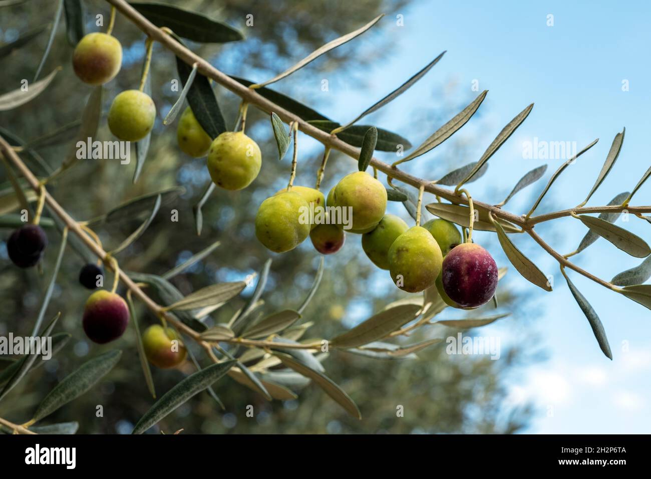 Olive tradition hi-res stock photography and images - Alamy