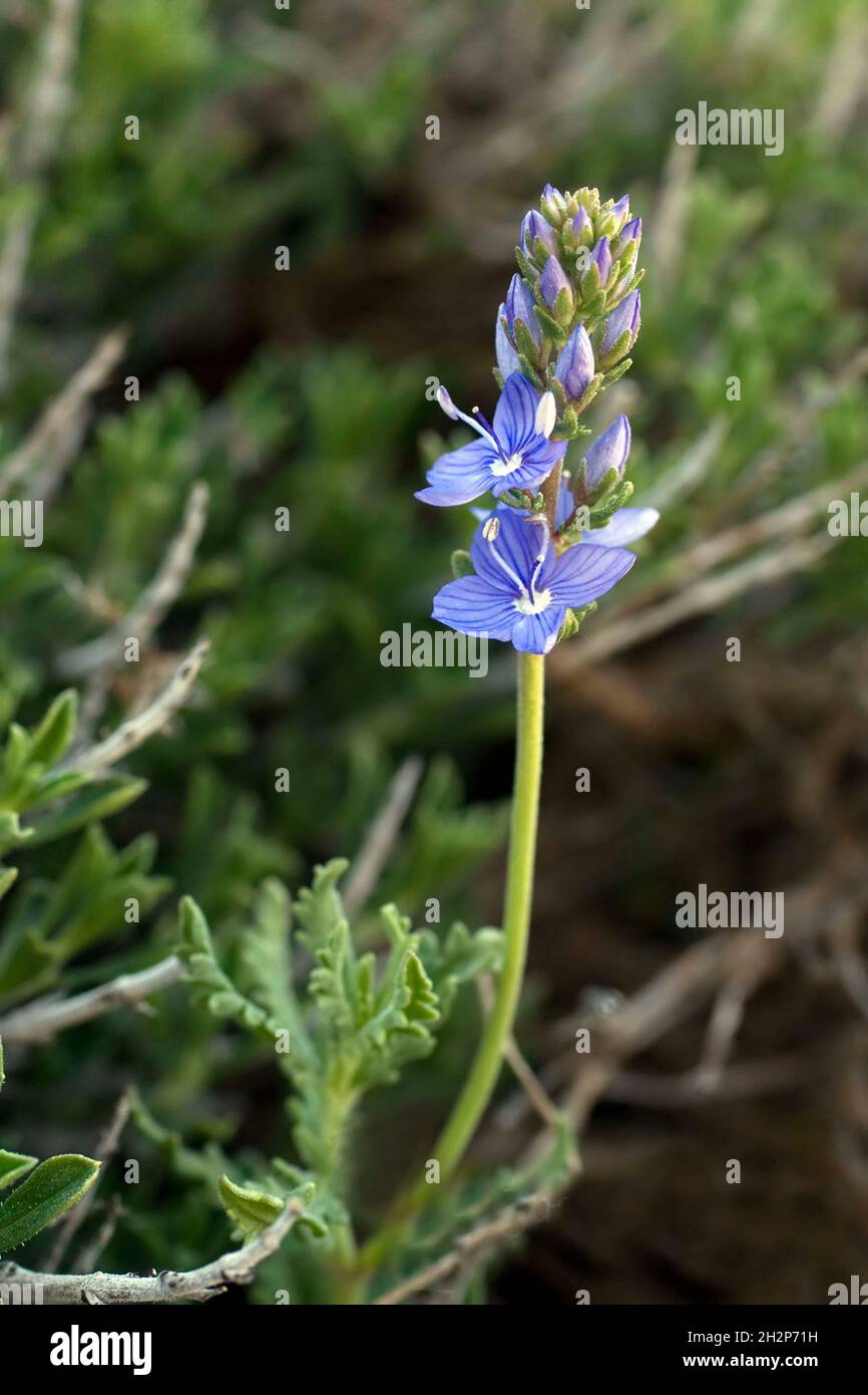 Flores veronica chamaedrys hi-res stock photography and images - Alamy
