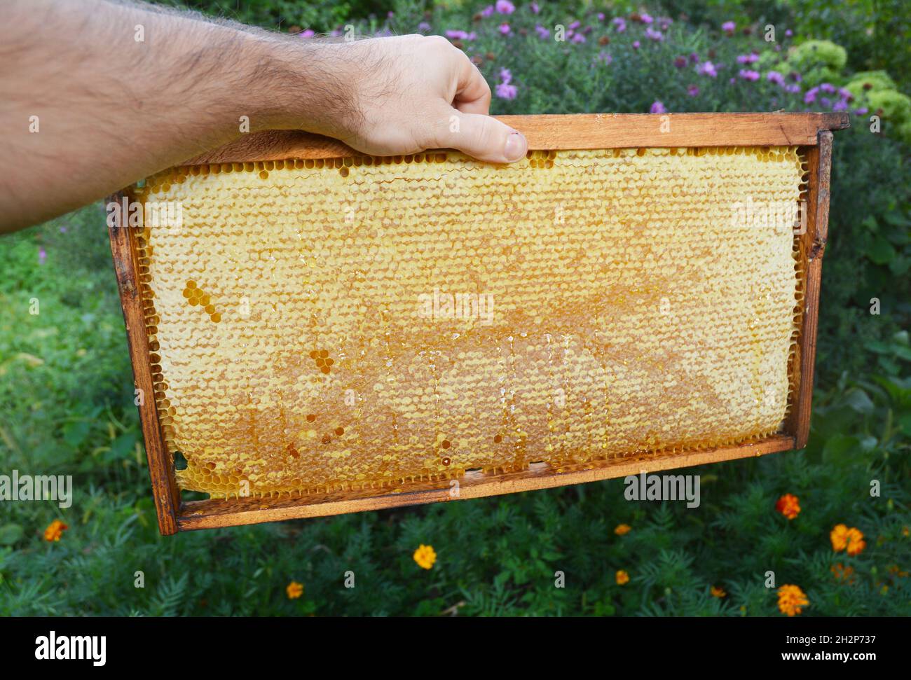 Raw Honeycomb. Honeycomb frame in the beekeeper hand. Buy Honeycomb ...