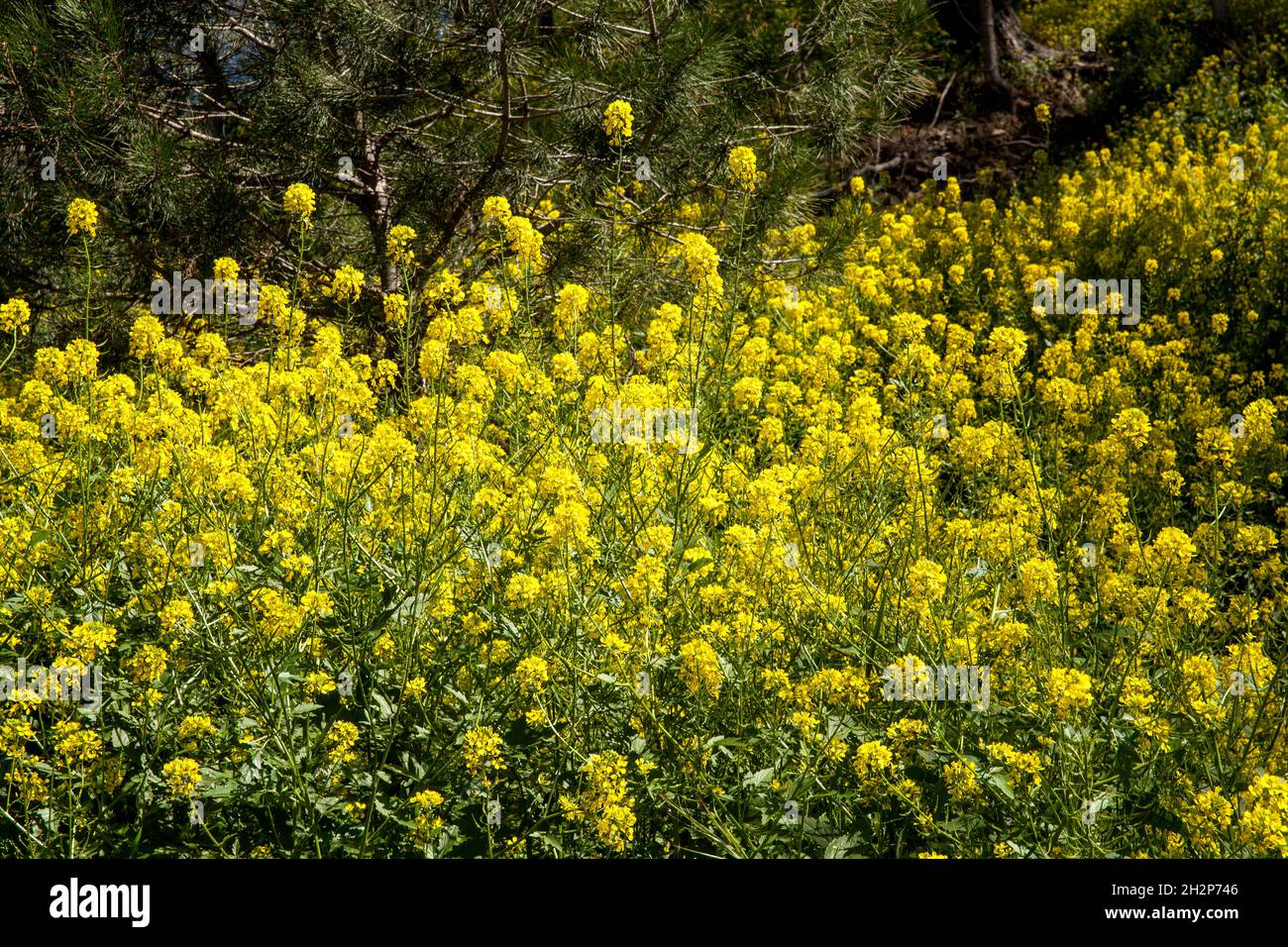 Ild flower hi-res stock photography and images - Alamy