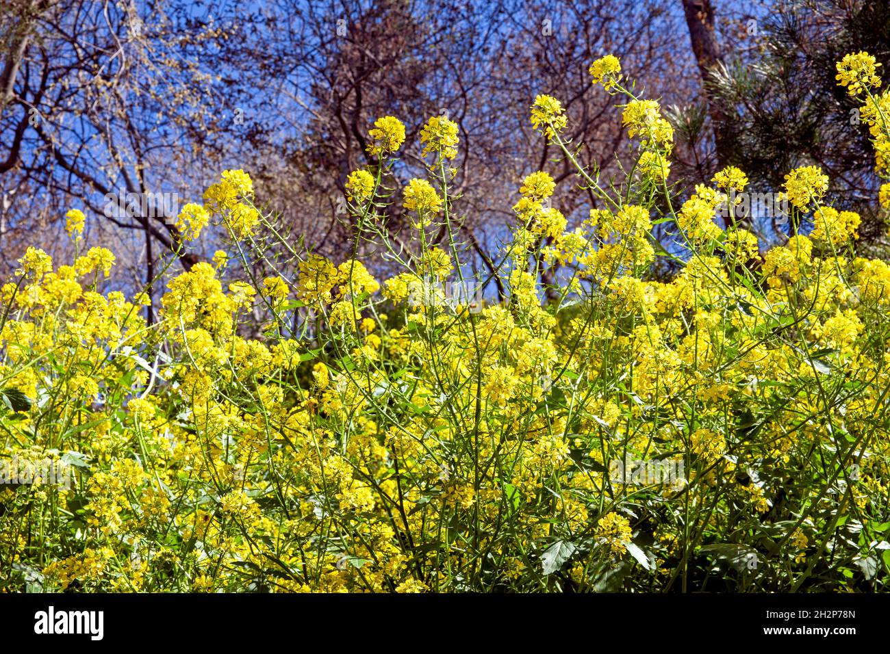 Wild yellow flowers, ild flowers, wild mustard flowers.Sinapis arvensis ...
