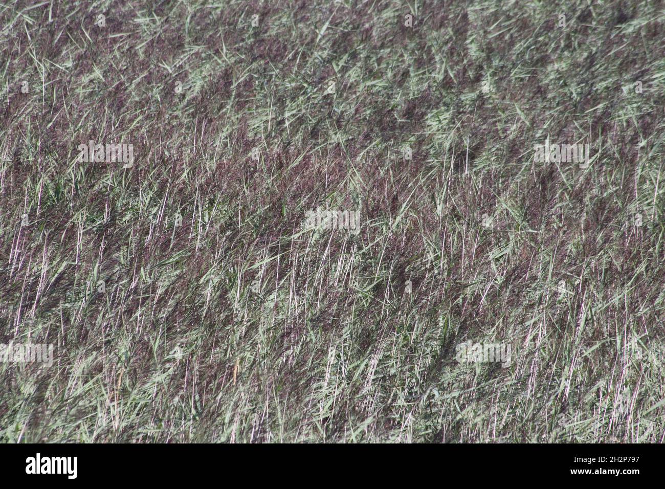 Textures and patterns of long grass Stock Photo - Alamy