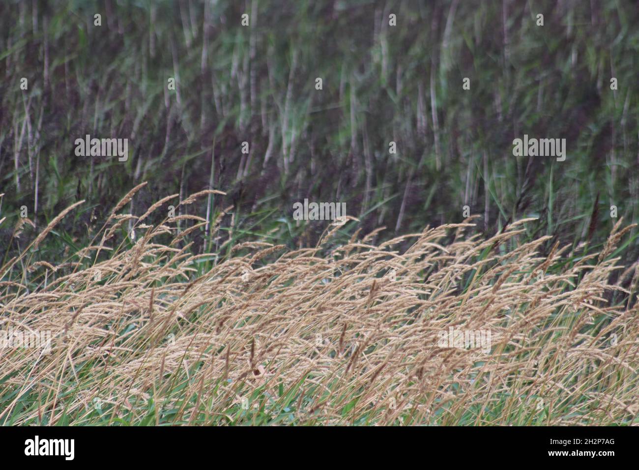 Textures and patterns of long grass Stock Photo - Alamy