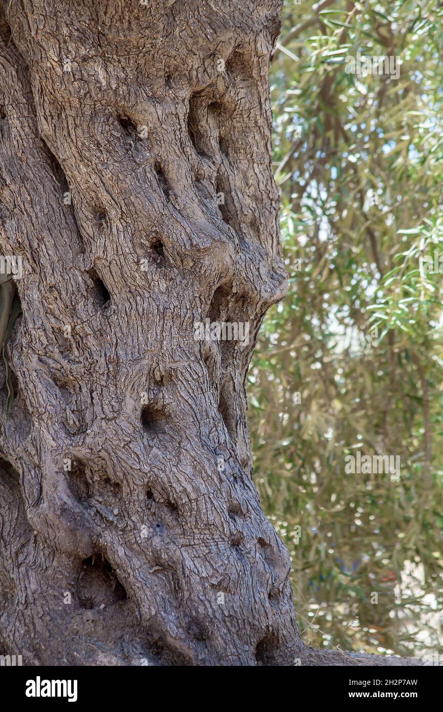 An old olive tree in Turkey Stock Photo - Alamy