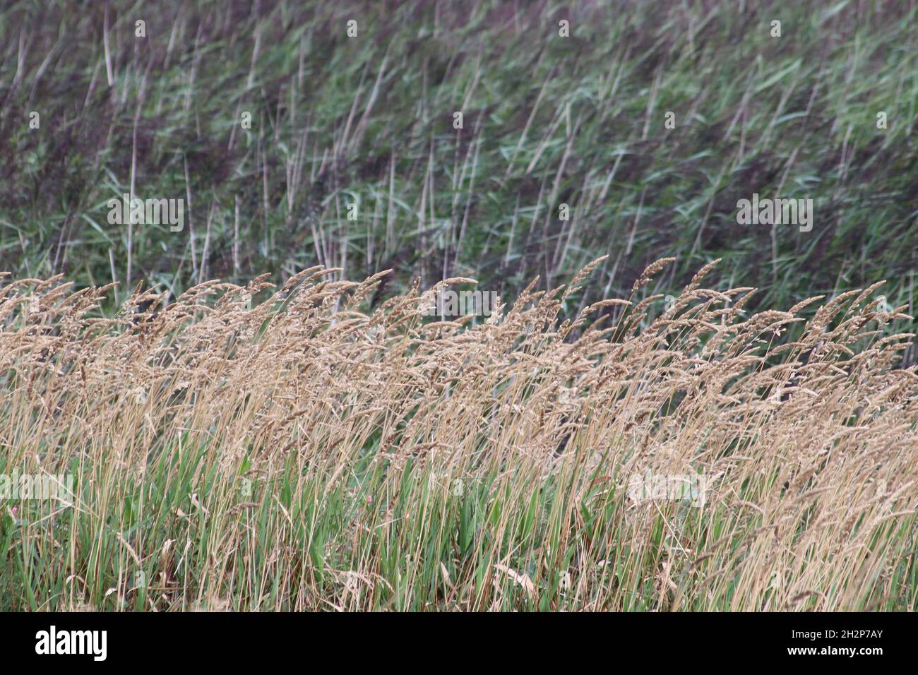 Textures and patterns of long grass Stock Photo - Alamy