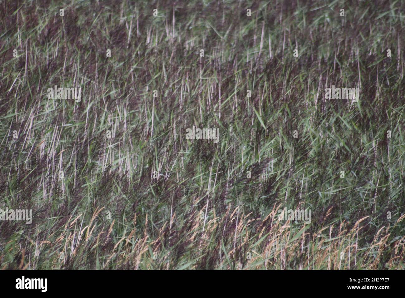 Textures and patterns of long grass Stock Photo - Alamy