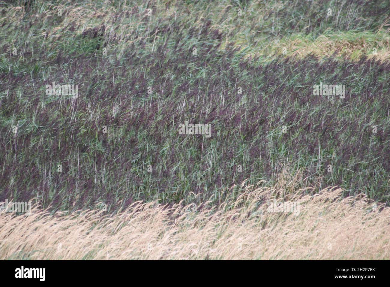 Textures and patterns of long grass Stock Photo - Alamy