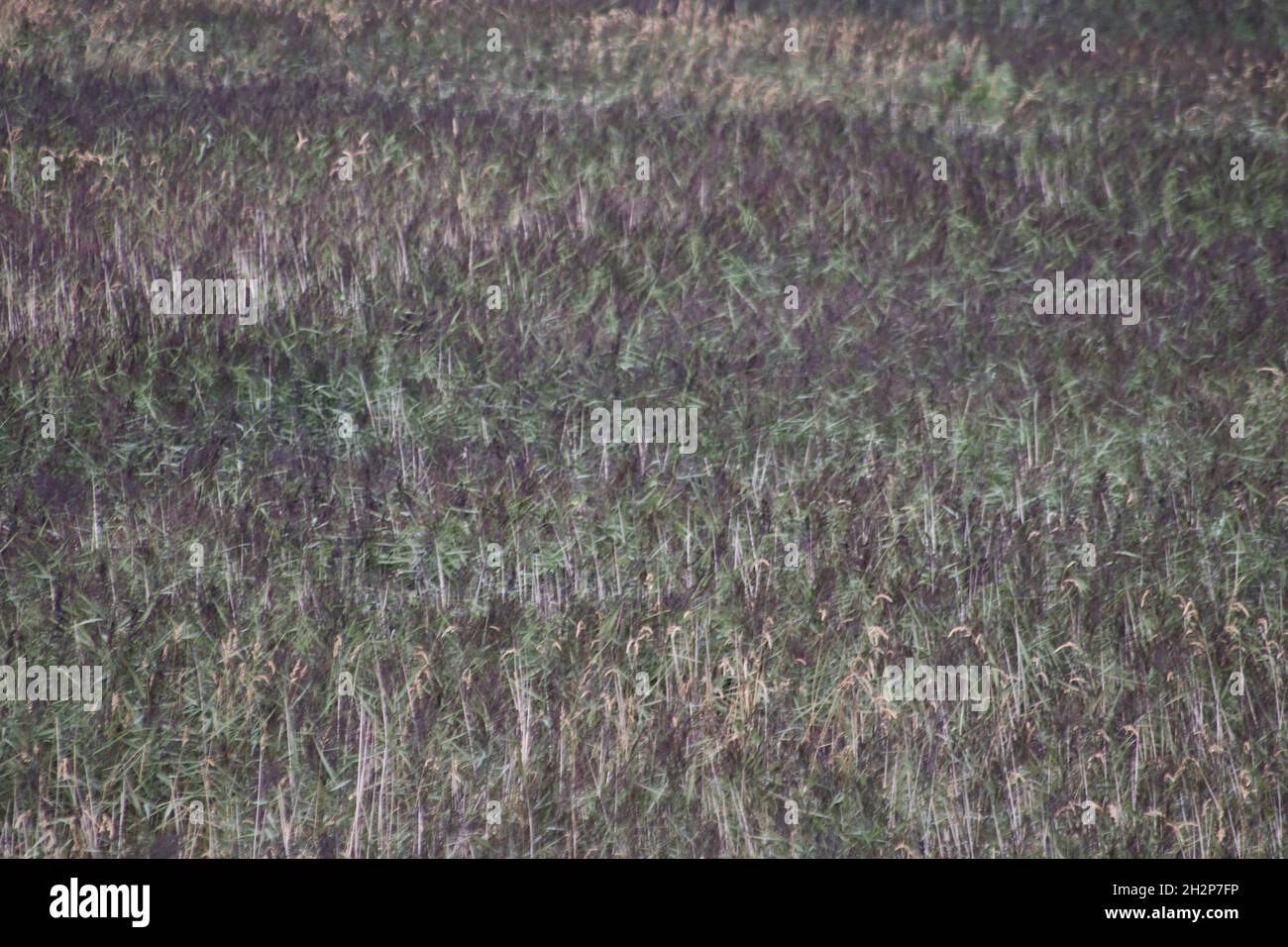 Textures and patterns of long grass Stock Photo - Alamy