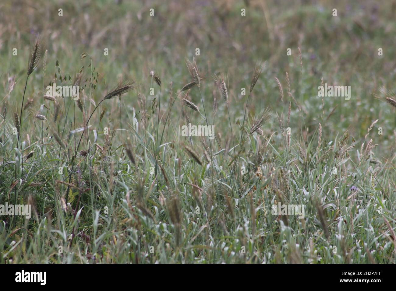 Textures and patterns of long grass Stock Photo - Alamy