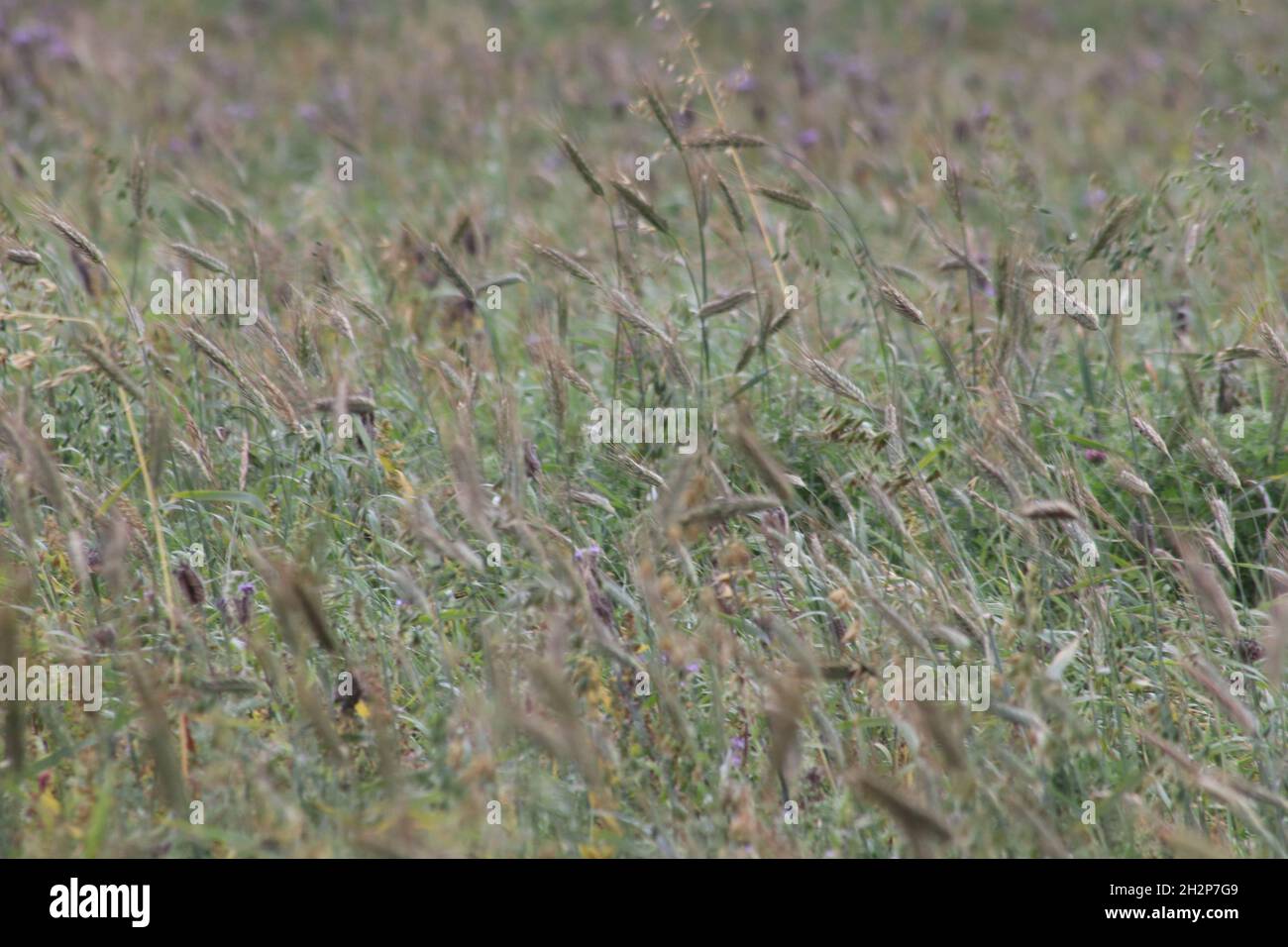 Textures and patterns of long grass Stock Photo - Alamy