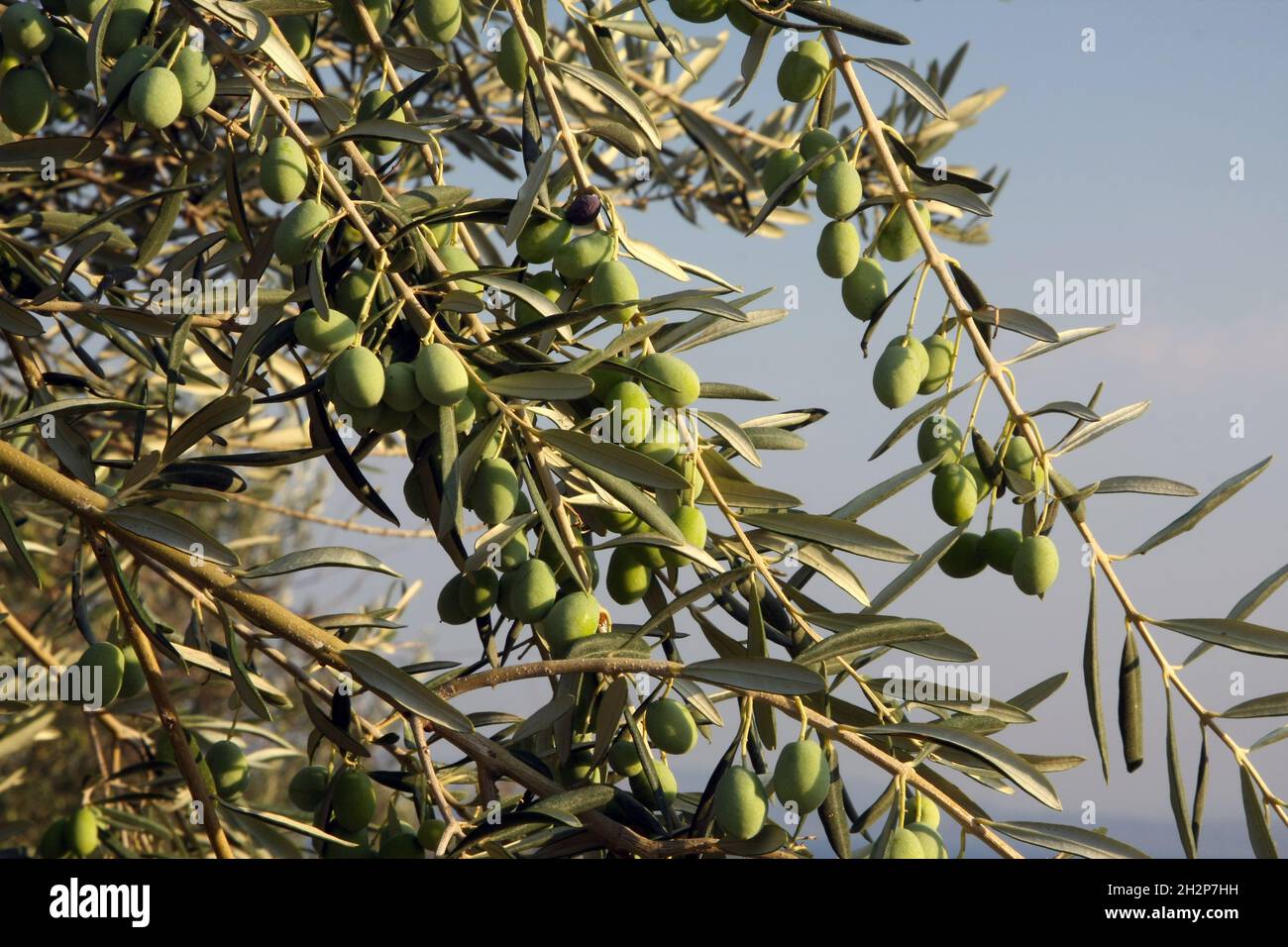 Lots of fresh olives and trees Stock Photo - Alamy