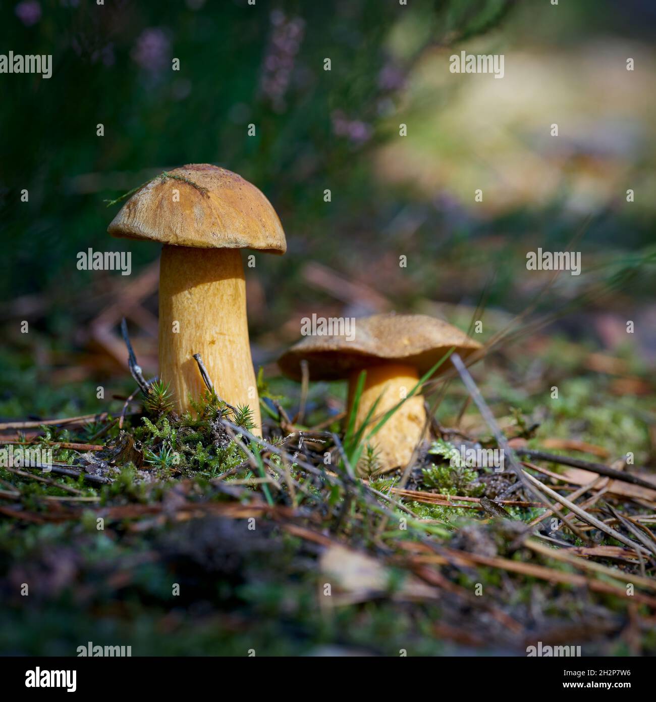 velvet bolete (Suillus variegatus) on the forest floor in autumn Stock ...