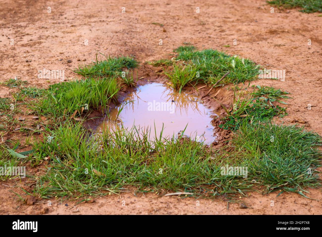 Wet puddle in middle forest hi-res stock photography and images - Alamy