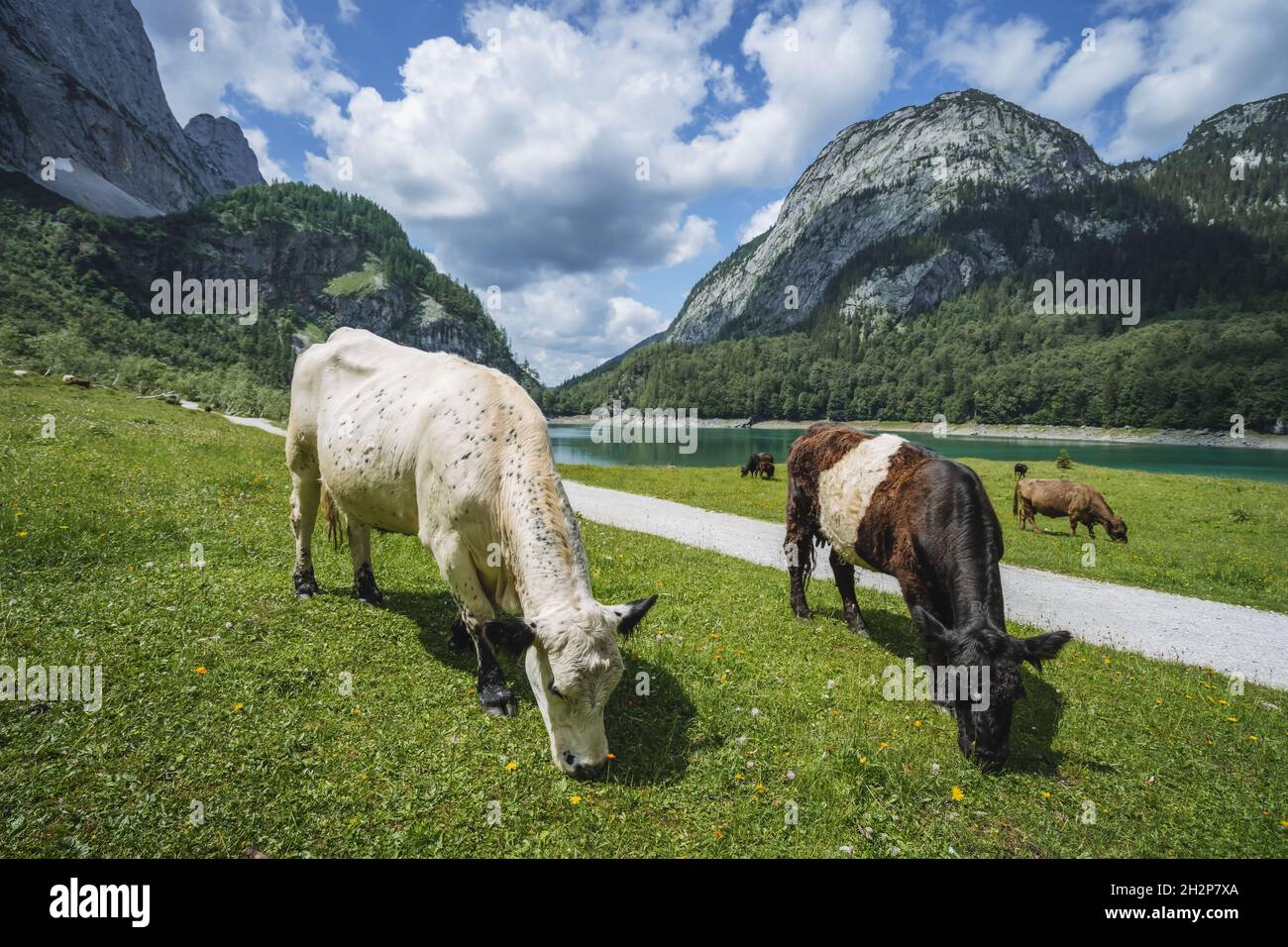 Gosau valley hi-res stock photography and images - Alamy