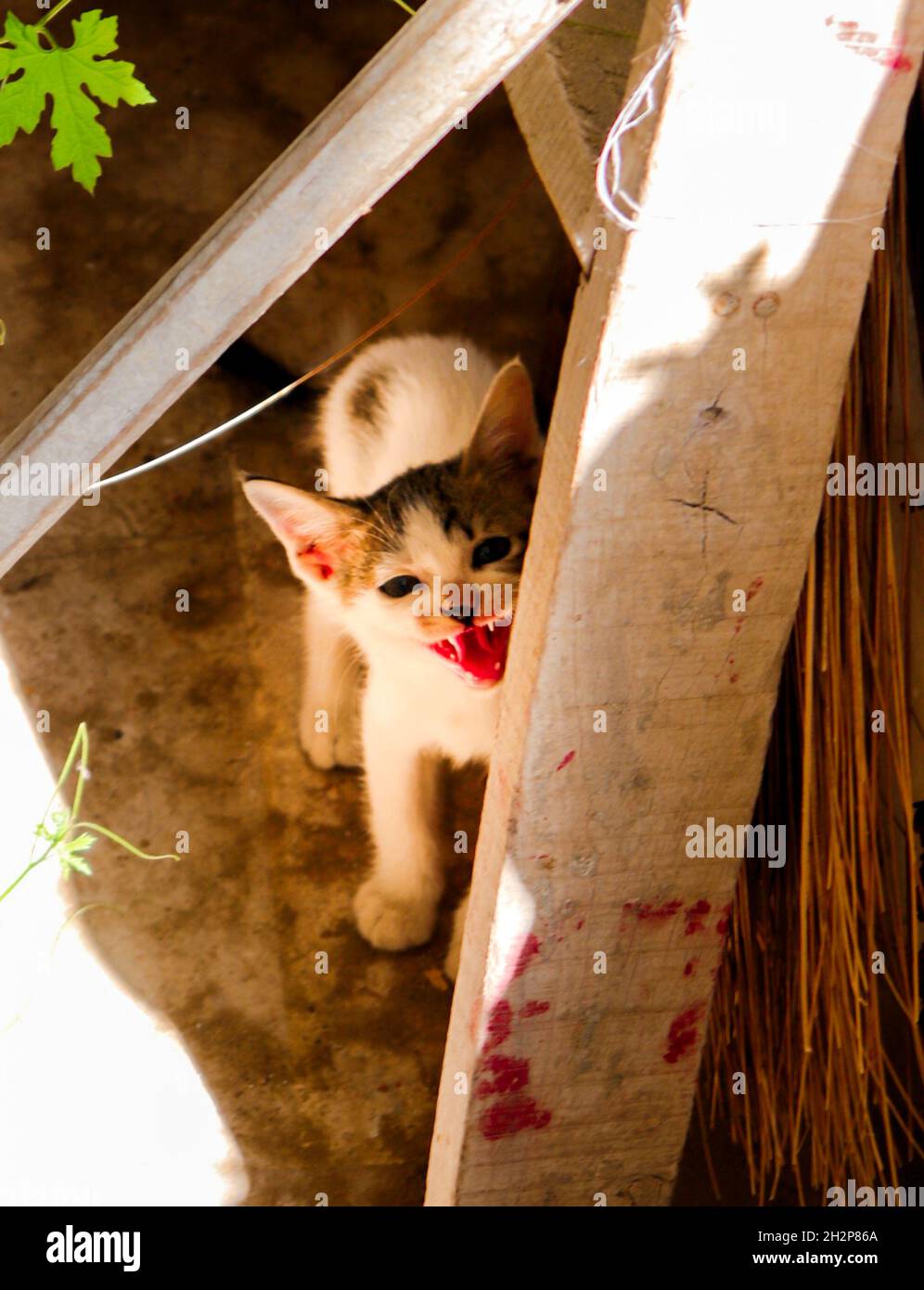 Cat making sounds hi-res stock photography and images - Alamy