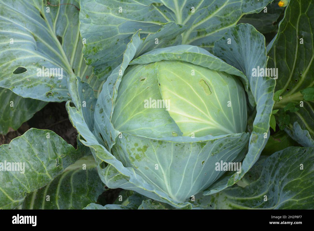 Big head of cabbage hi-res stock photography and images - Alamy
