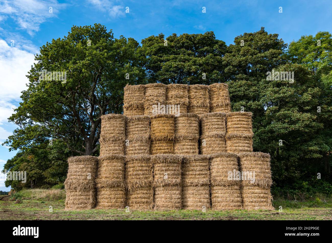 High stack of round hay bales at edge of crop field, East Lothian ...