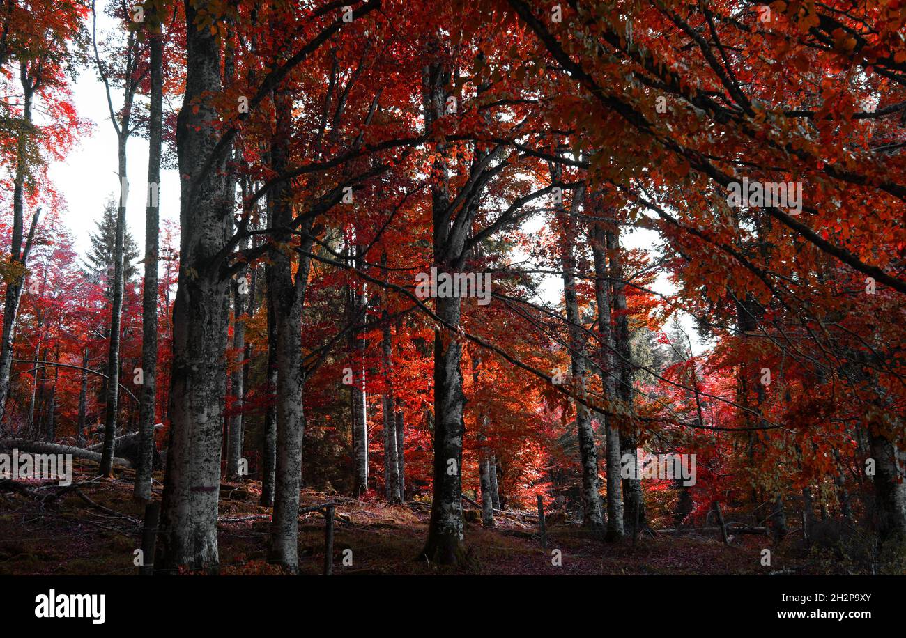 the red color of autumn Stock Photo - Alamy