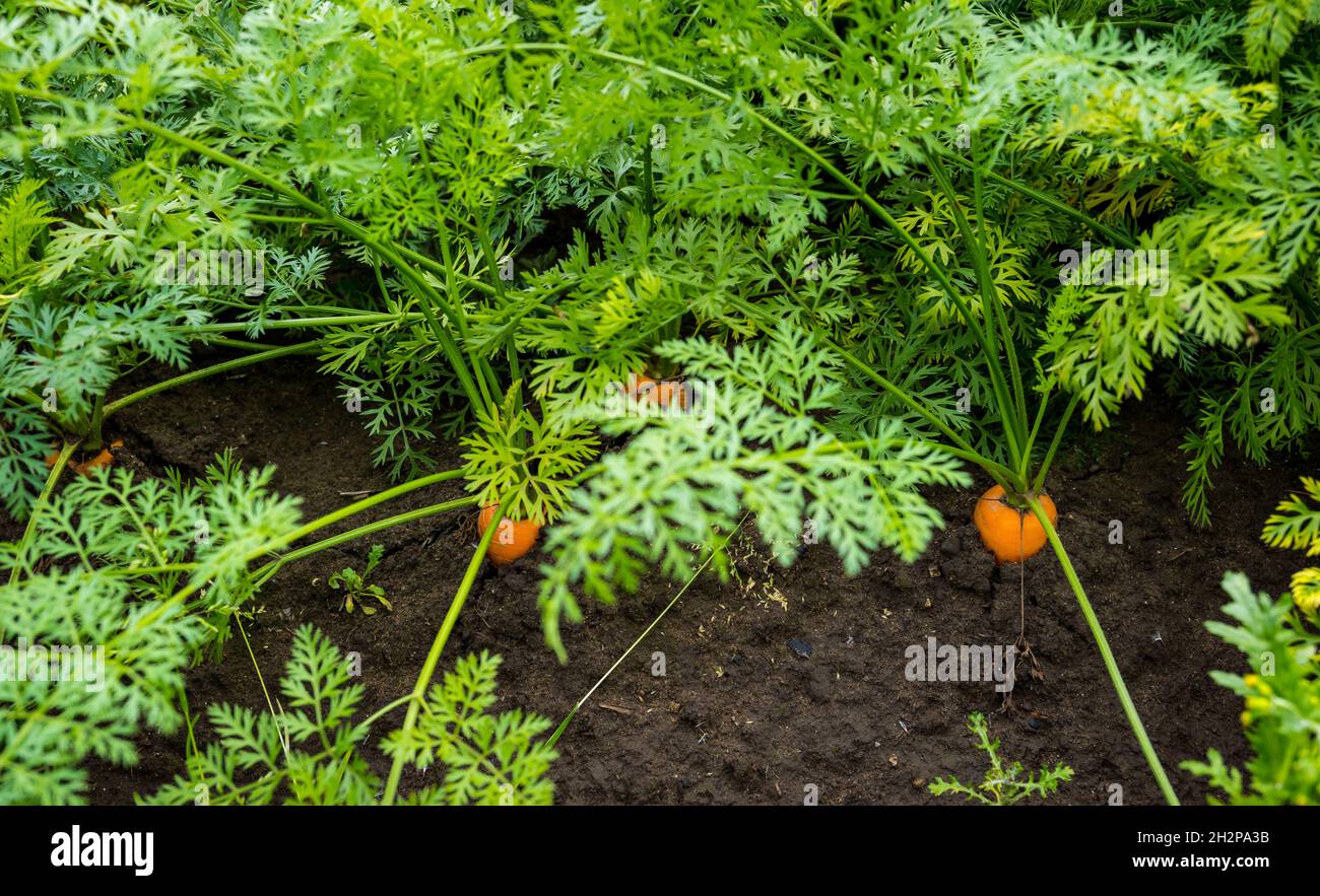 Close up of carrots and stalks growing in soil in crop field ready for ...