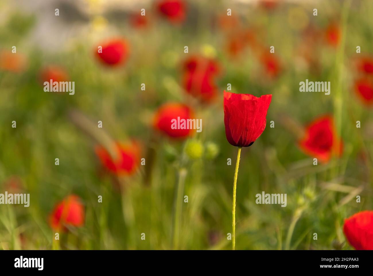 Field poppy flowers close hi-res stock photography and images - Alamy