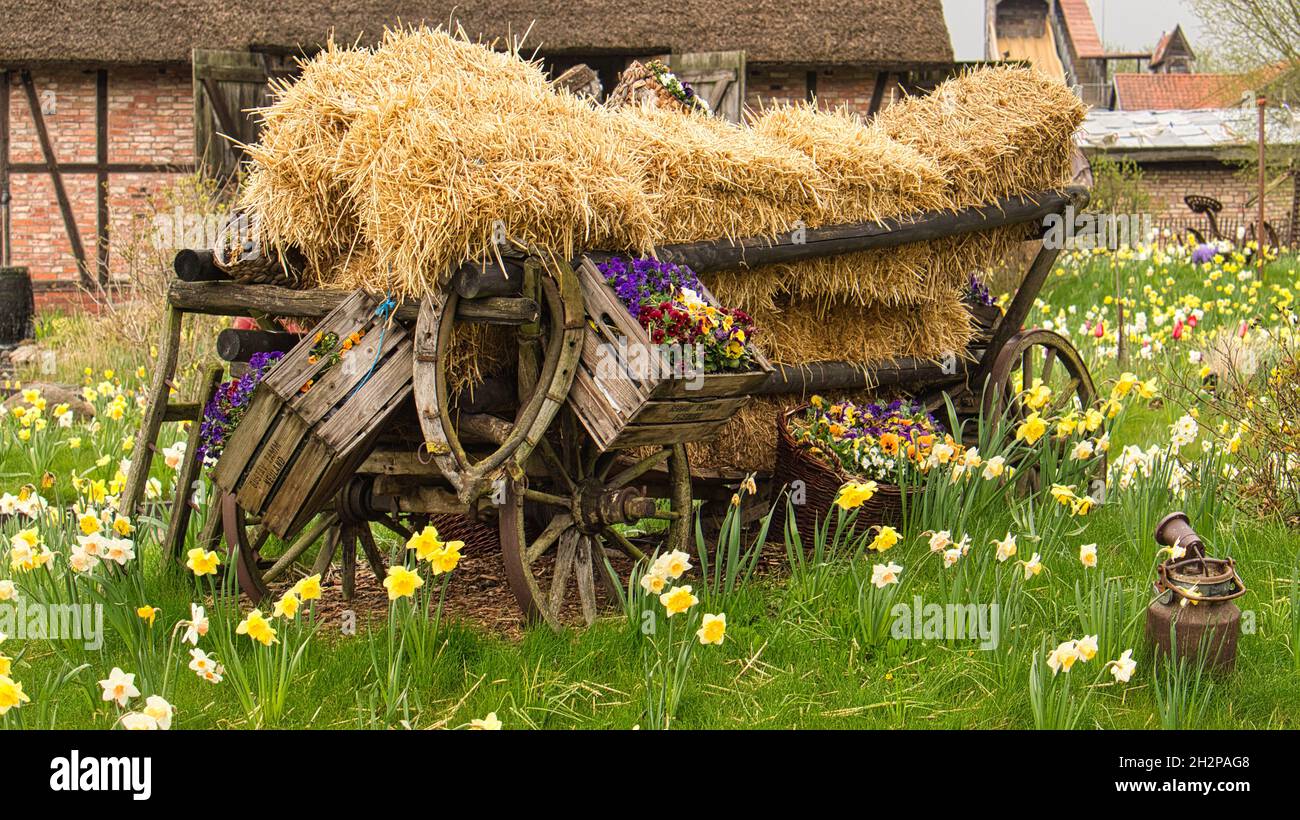 hay wagon for thanksgiving. decoratively displayed. the duck is ...