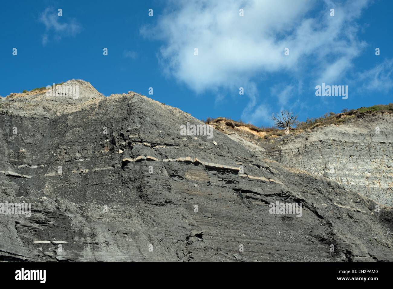 Charmouth beach fossil hi-res stock photography and images - Alamy