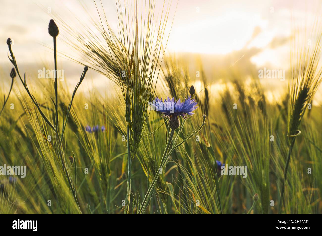 romantic shot of a cornflower in a cornfield at sunset. dreamy images ...