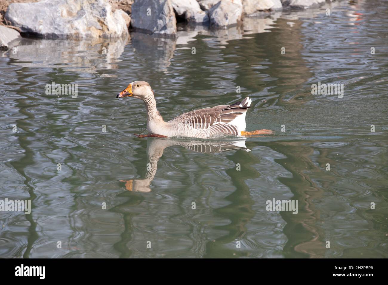 Oca hi-res stock photography and images - Alamy