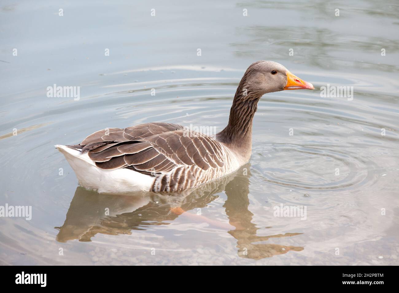 Oca © an hi-res stock photography and images - Alamy