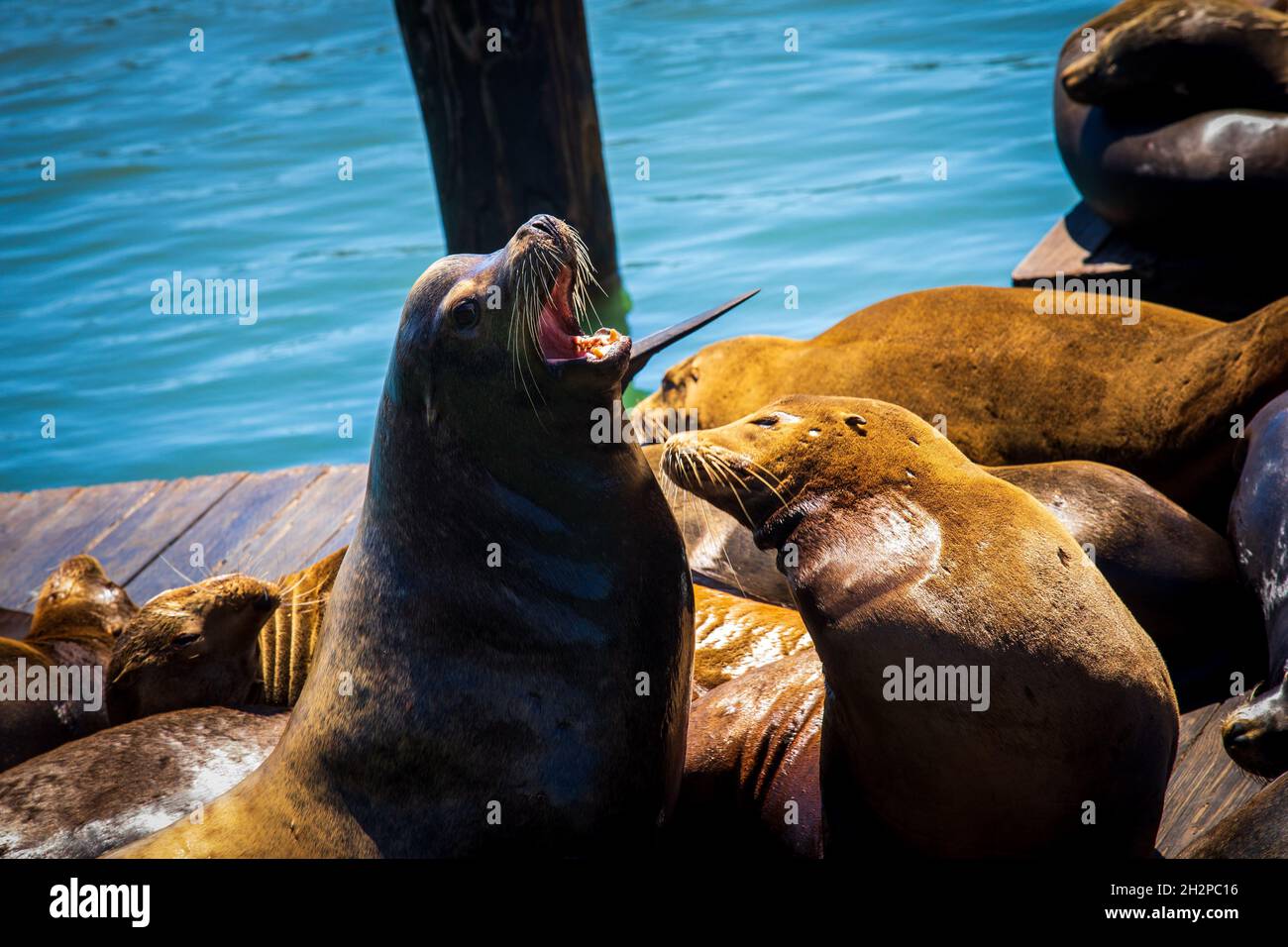 Fishermans wharf animals High Resolution Stock Photography and Images ...