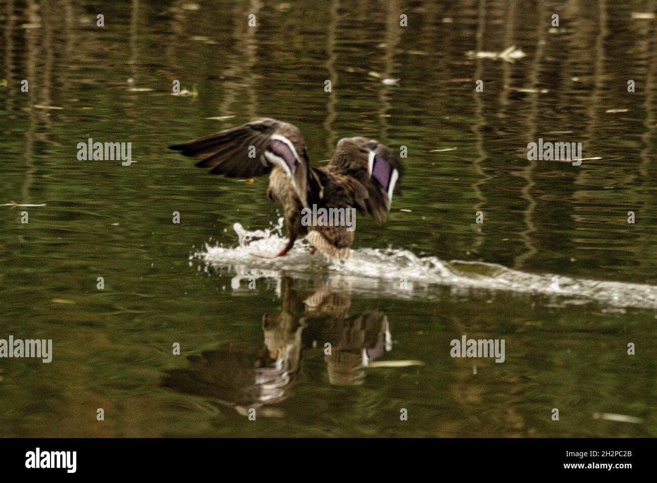 Selective of a duck catching fish on a flight Stock Photo - Alamy