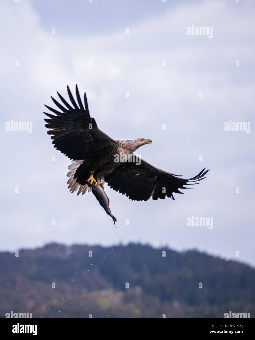 Vertical shot of a hawk in flight Stock Photo - Alamy