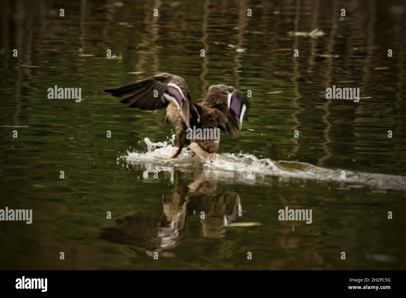 Duck catching hi-res stock photography and images - Alamy