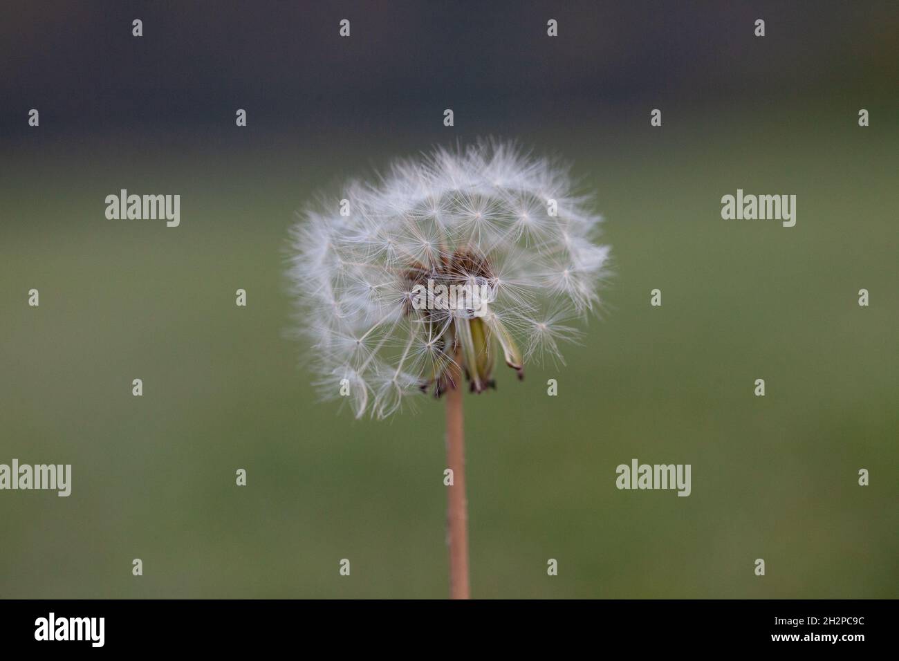 Leggerezza hi-res stock photography and images - Alamy