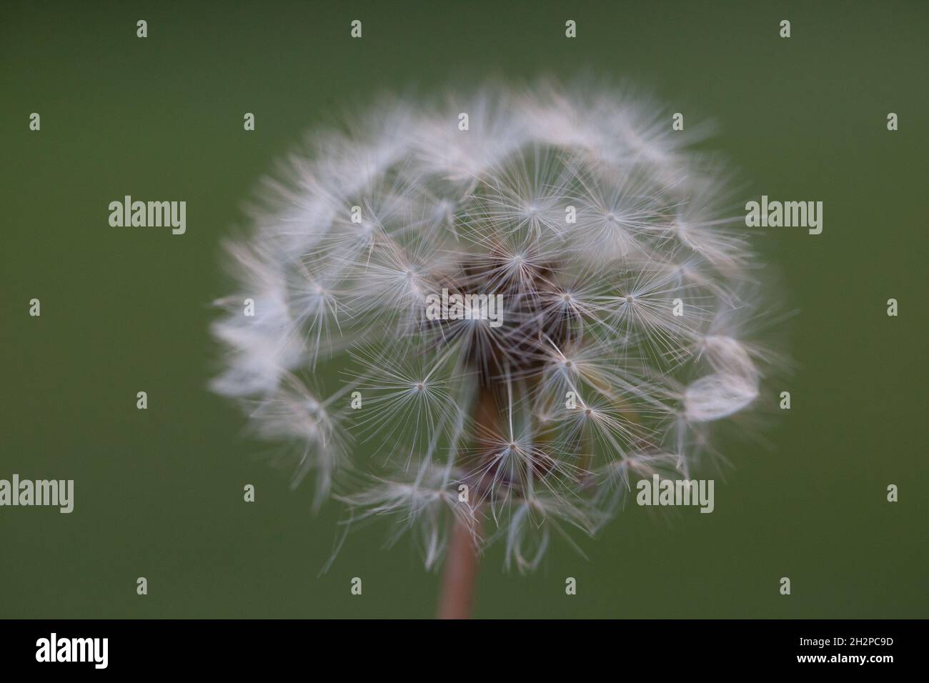 Morbidezza hi-res stock photography and images - Alamy