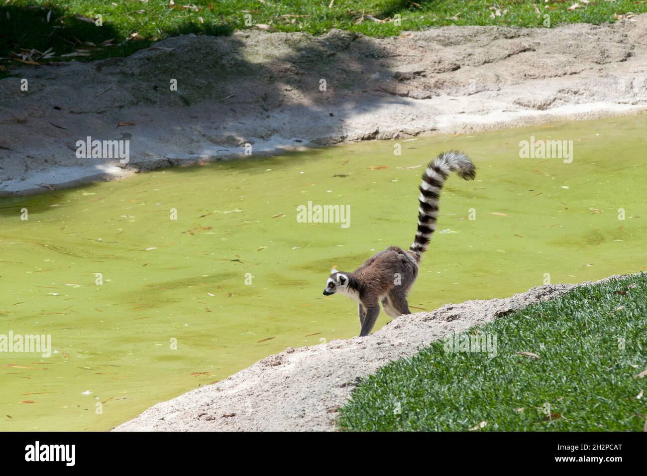 Lemure hi-res stock photography and images - Alamy