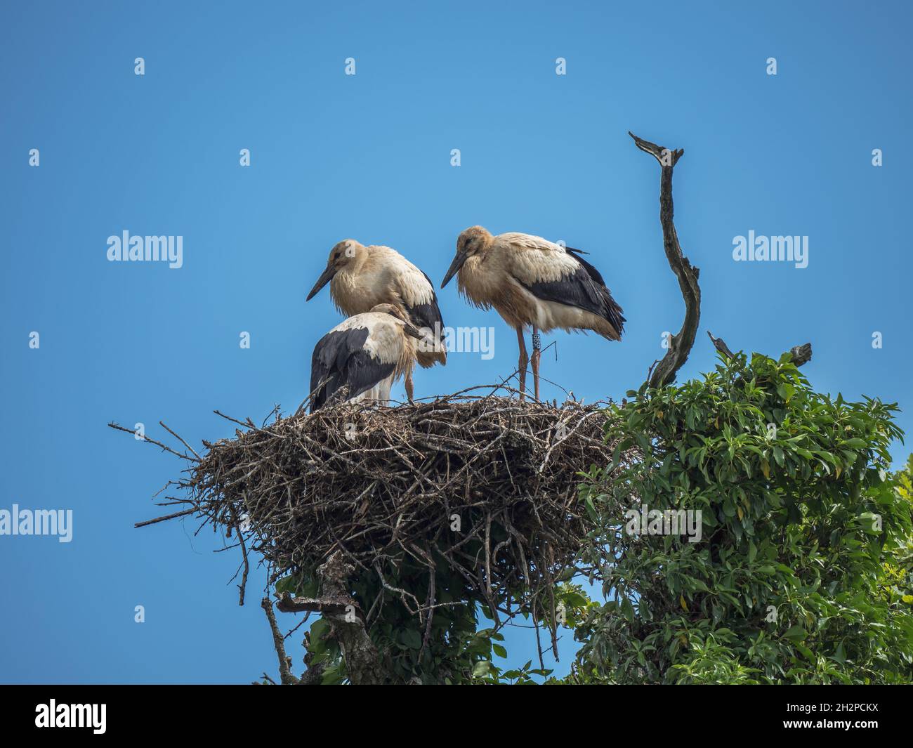 Knepp castle hi-res stock photography and images - Alamy